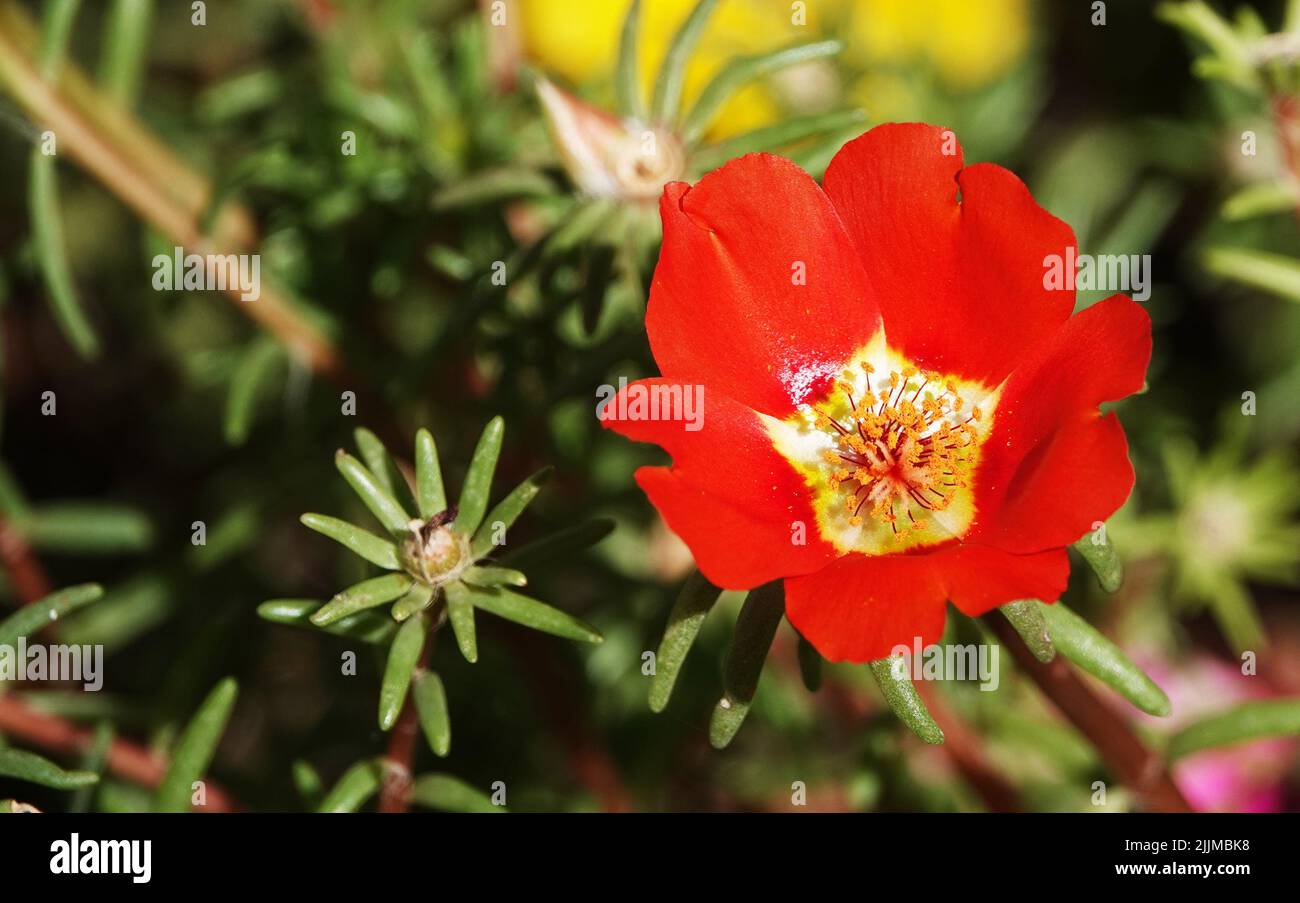 Purslane flowers close-up very delicate and beautiful Stock Photo - Alamy