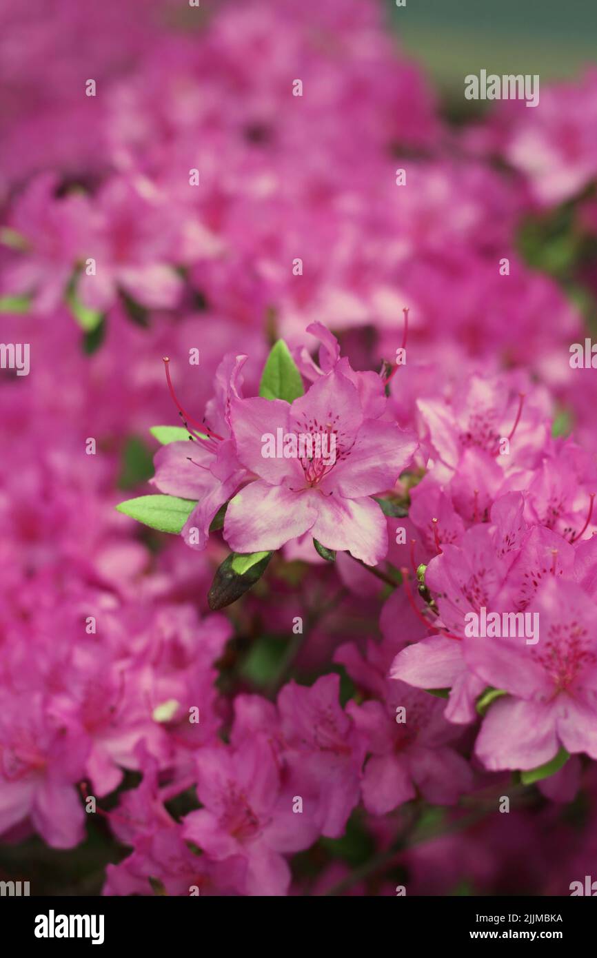Beautiful spring azalea flowers in full bloom growing in the sunny ...