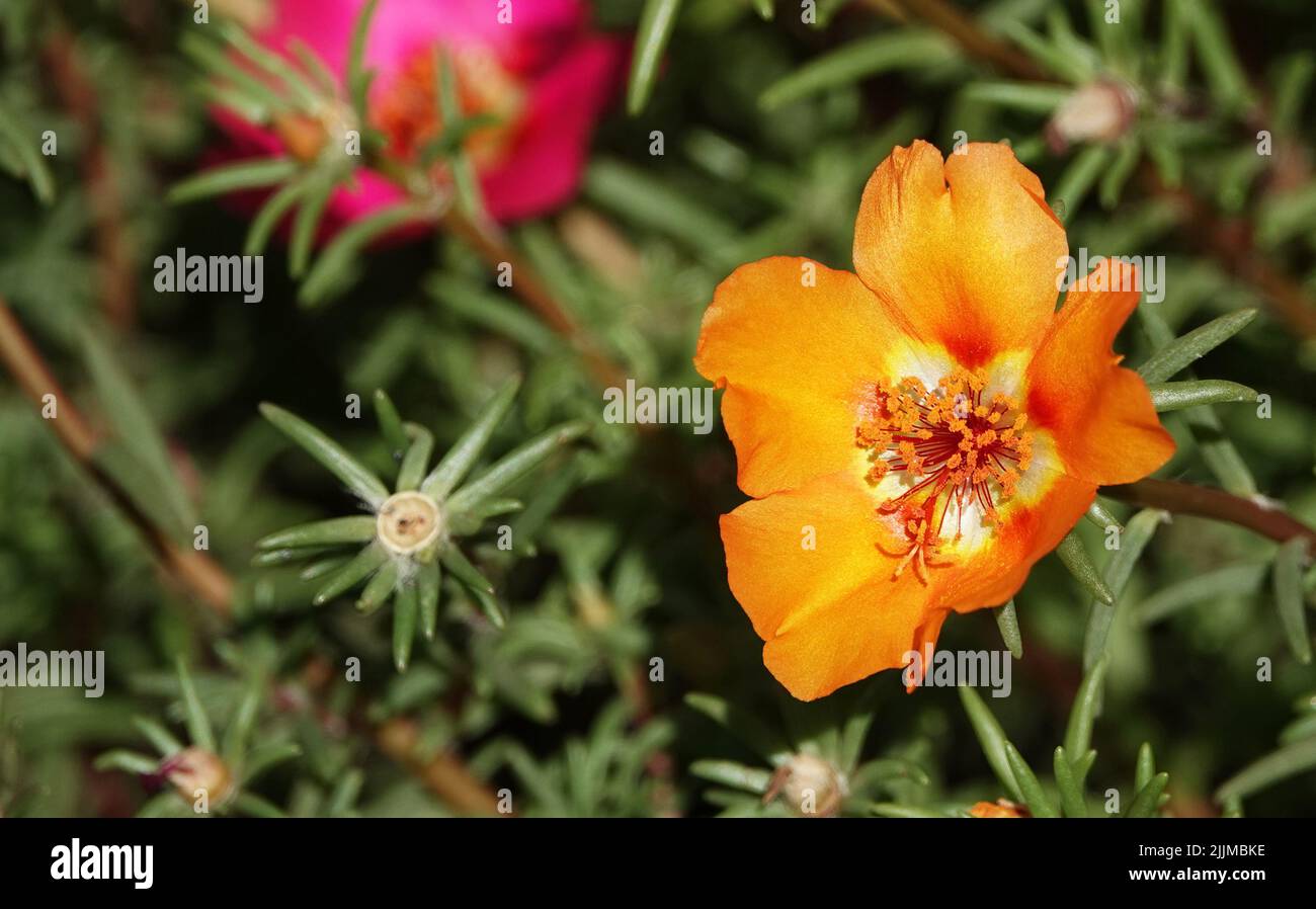 Purslane flowers close-up very delicate and beautiful Stock Photo - Alamy