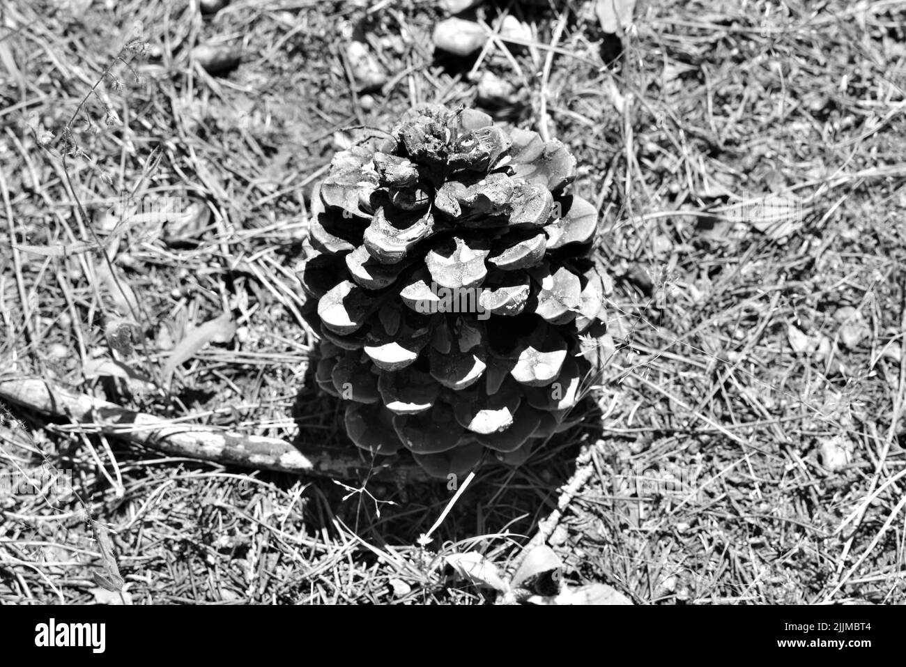 Conifer detail hi-res stock photography and images - Alamy