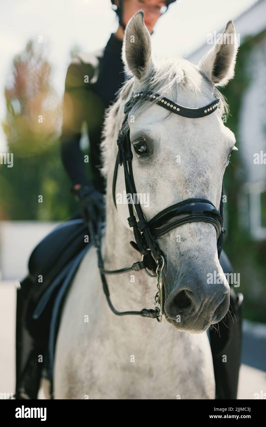 Equestrian sport. Portrait of young woman, female training at riding ...