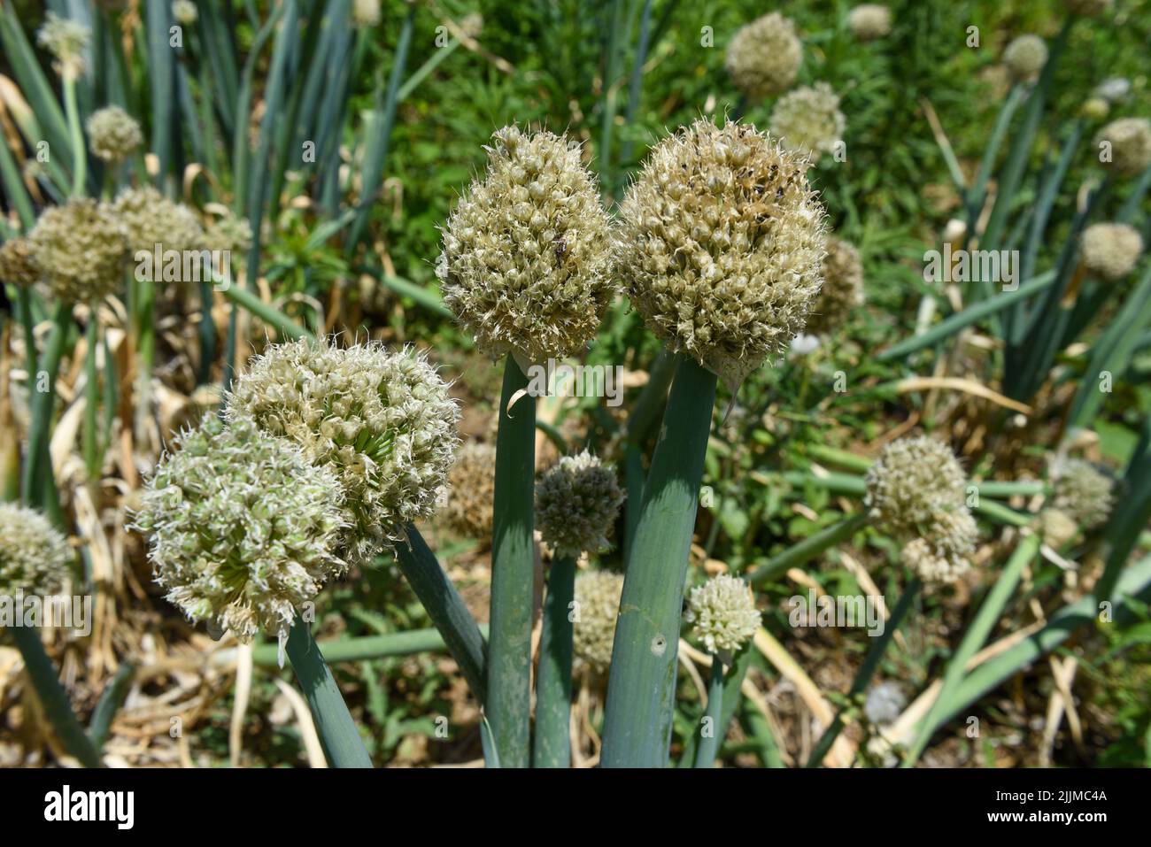Allium fistulosum hi-res stock photography and images - Alamy