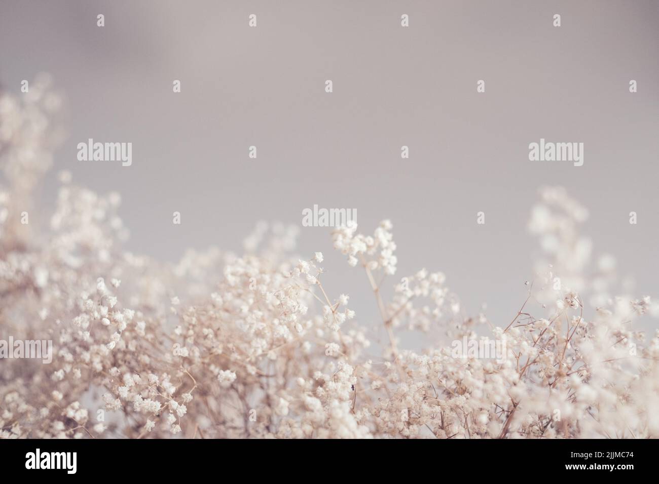 Dry beige grass hi-res stock photography and images - Alamy