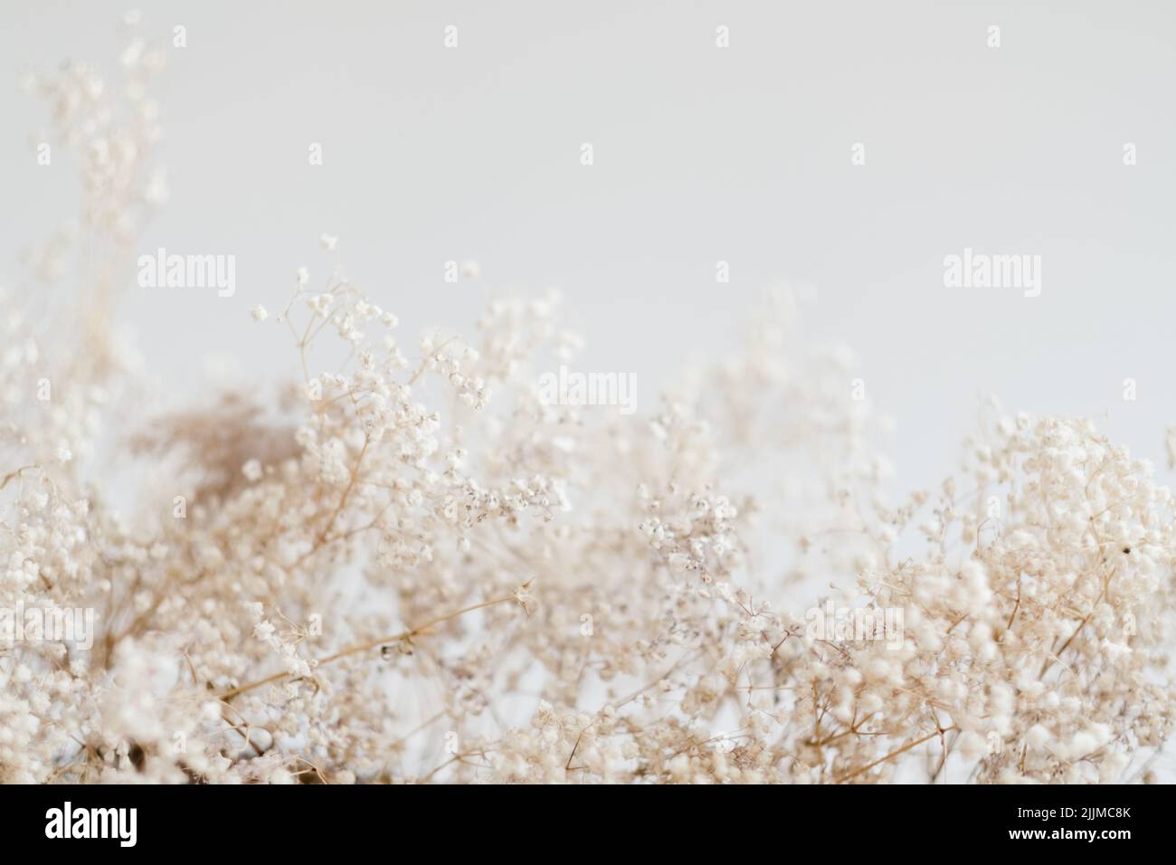 Dried foliage hi-res stock photography and images - Alamy