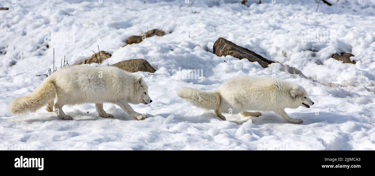 Arctic fox head in snow hi-res stock photography and images - Alamy
