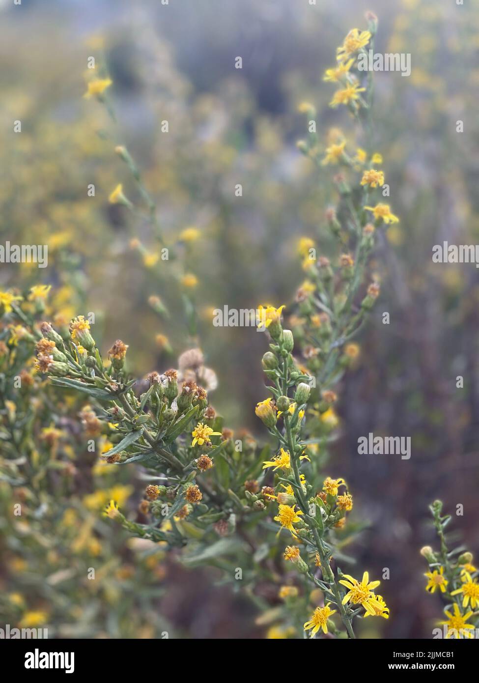 A vertical shot of yellow medicks on the blurry background Stock Photo ...