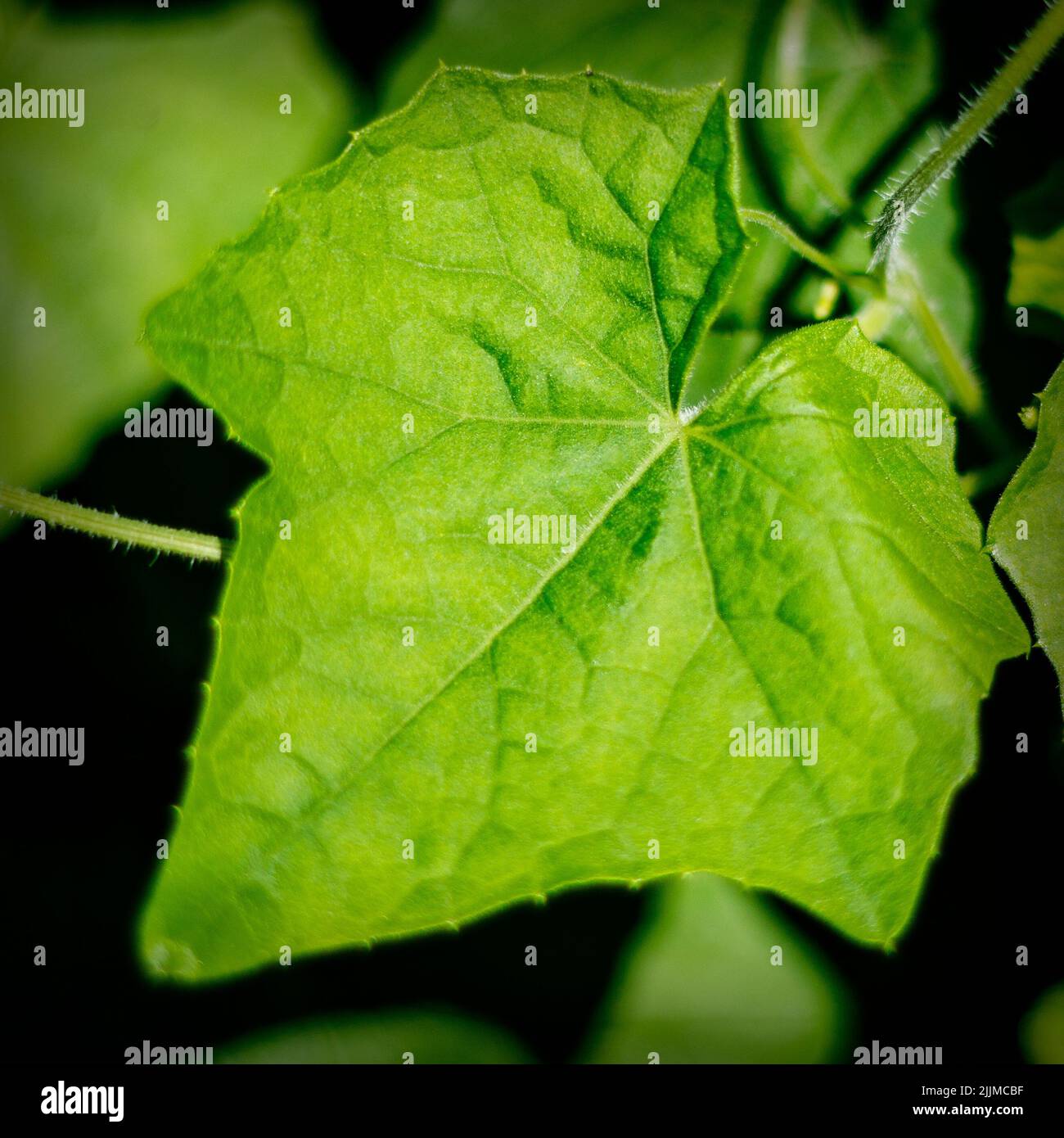 Young cucumber leaves hi-res stock photography and images - Alamy