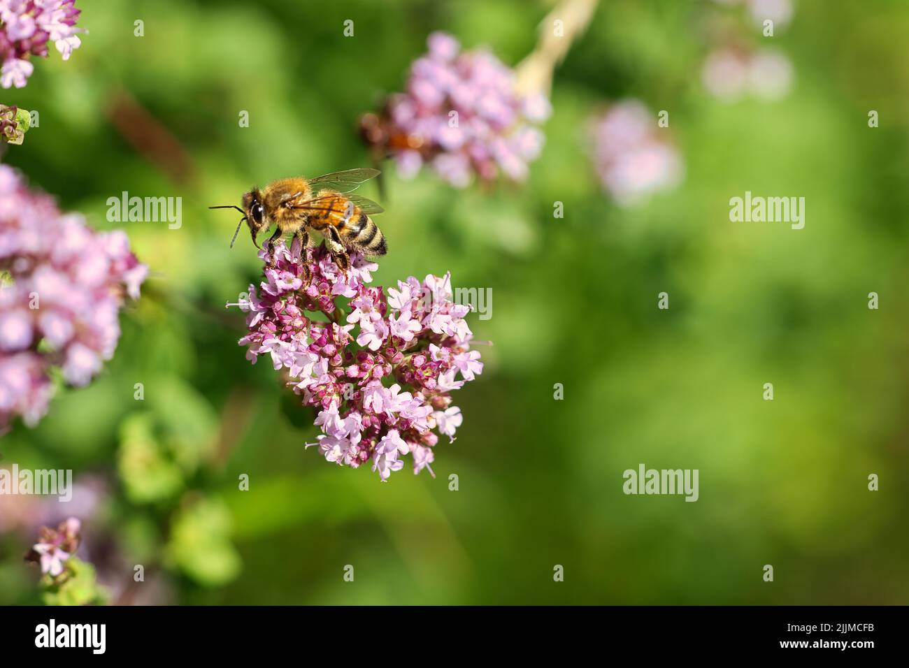 Honey bee collecting nectar on a flower of the flower butterfly bush ...