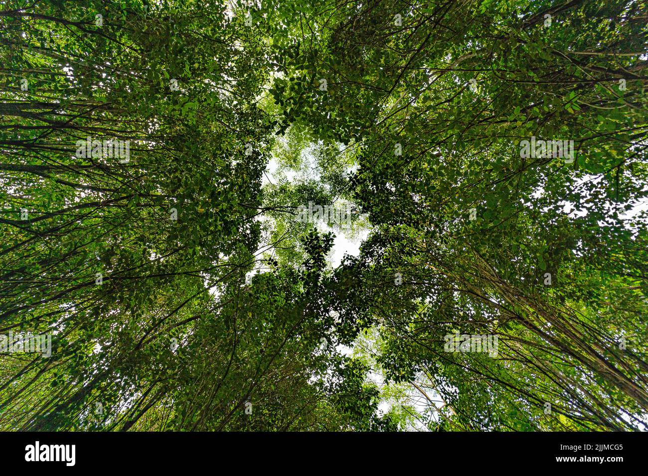 A low angle shot of tall-growing trees in a forest Stock Photo - Alamy