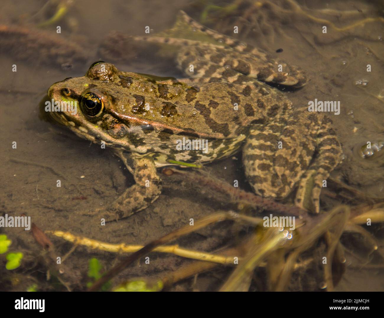 Green puddle frog hi-res stock photography and images - Alamy