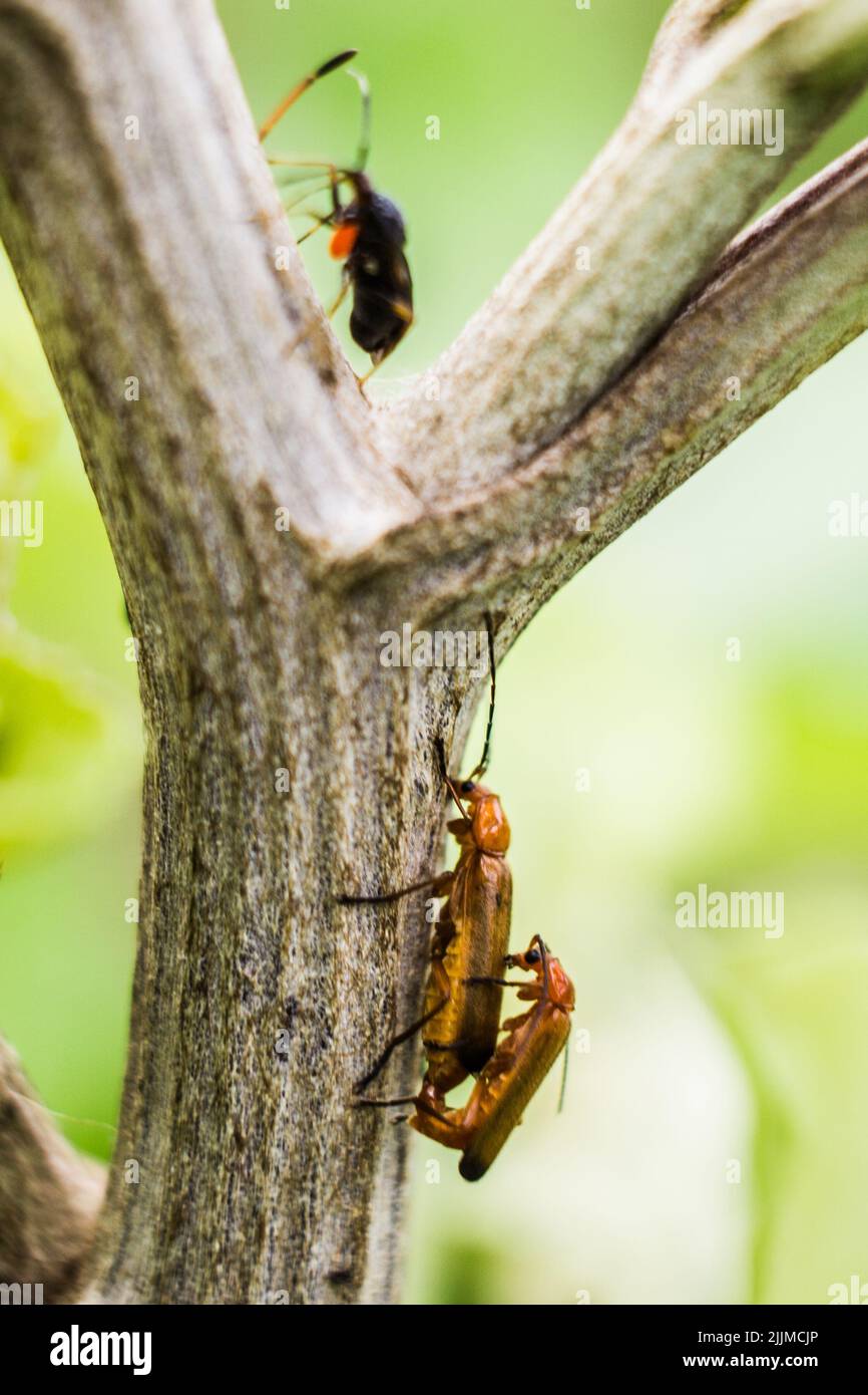 A macro shot of mating bugs in vertical Stock Photo - Alamy
