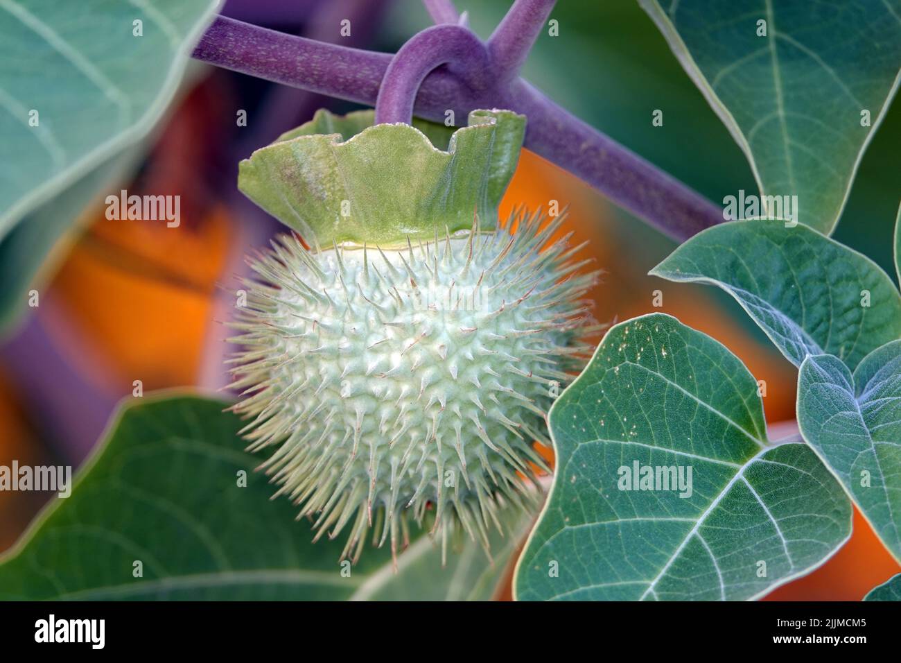 Seeds of datura hi-res stock photography and images - Alamy