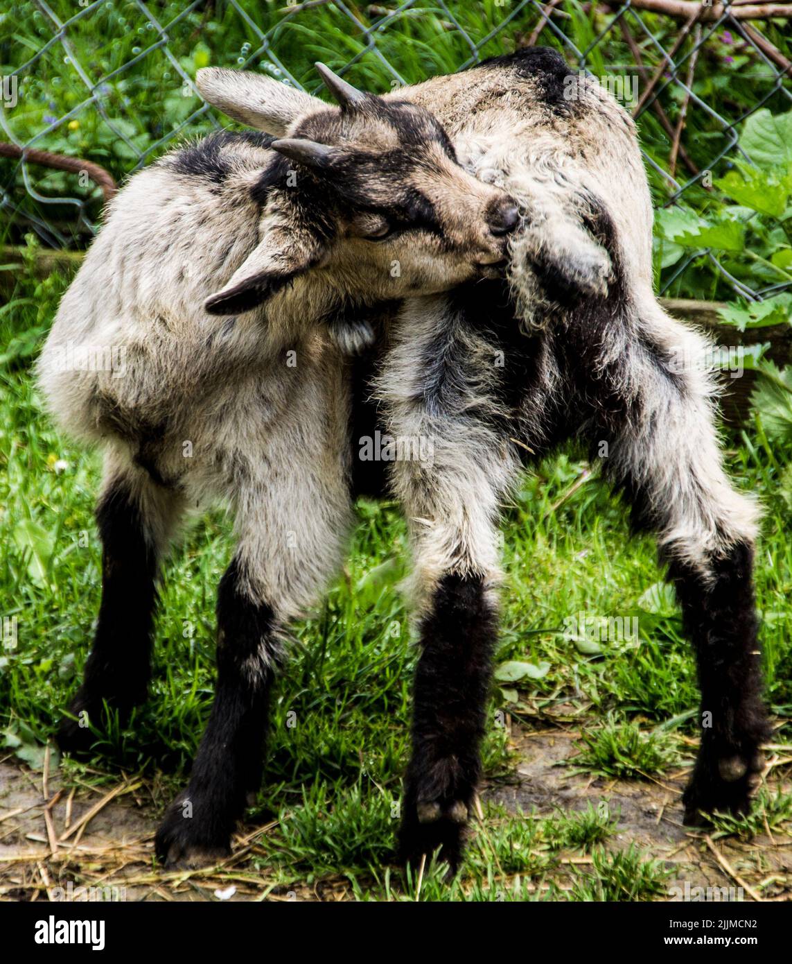 Goat tail hi-res stock photography and images - Alamy