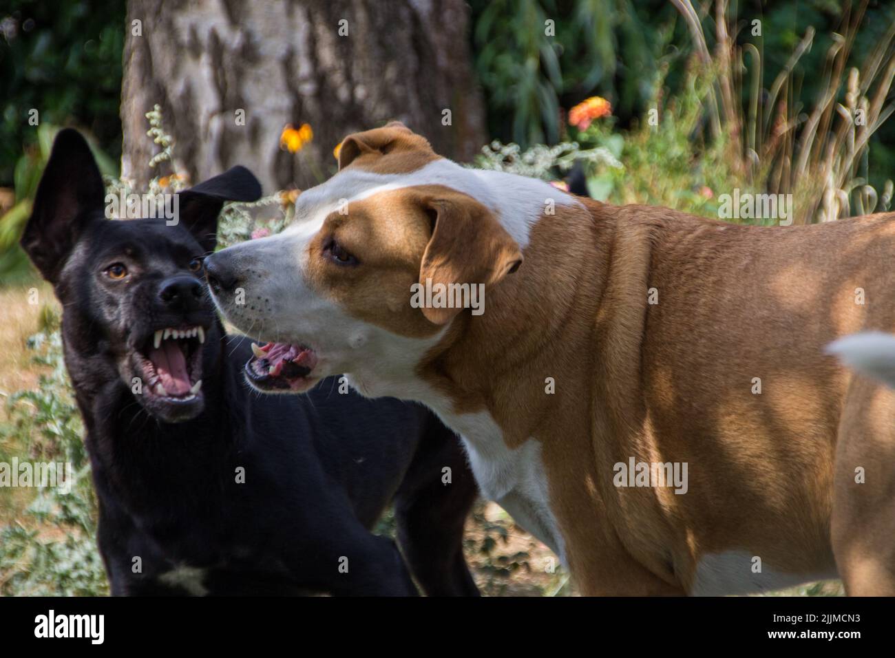 American fauna hi-res stock photography and images - Alamy