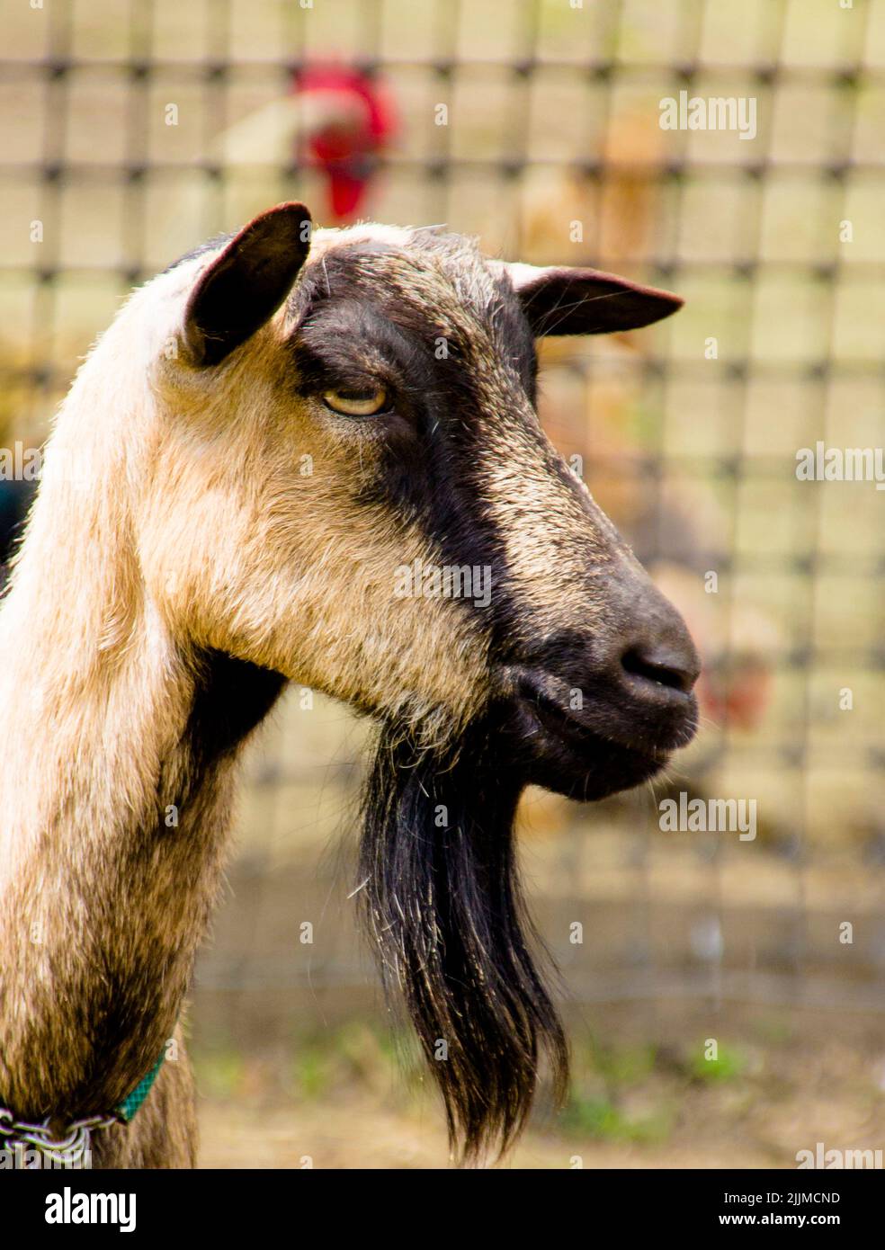 A vertical shot of a white goat on the blurry background Stock Photo ...