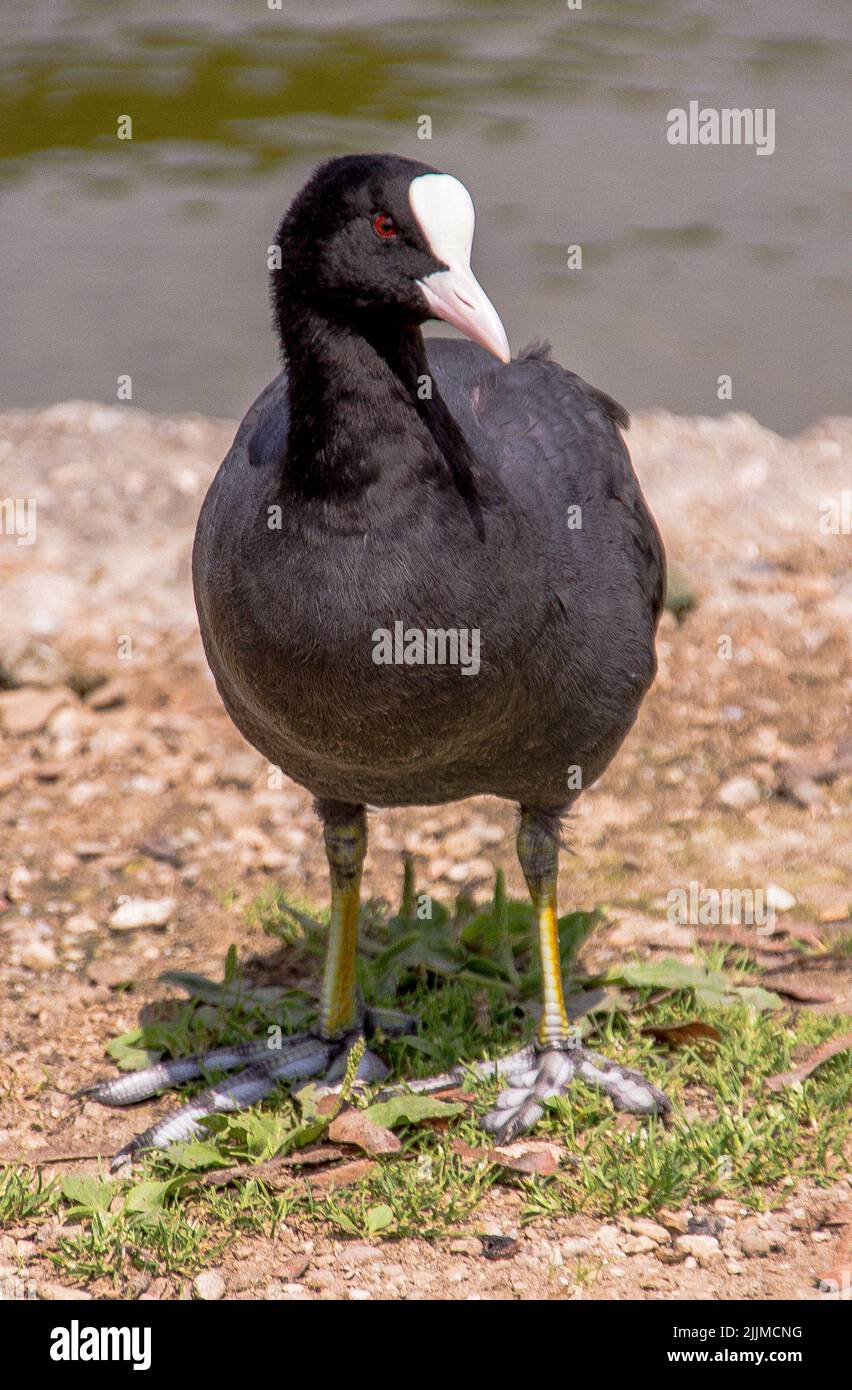 A vertical shot of a Eurasian coot standing near the water Stock Photo ...