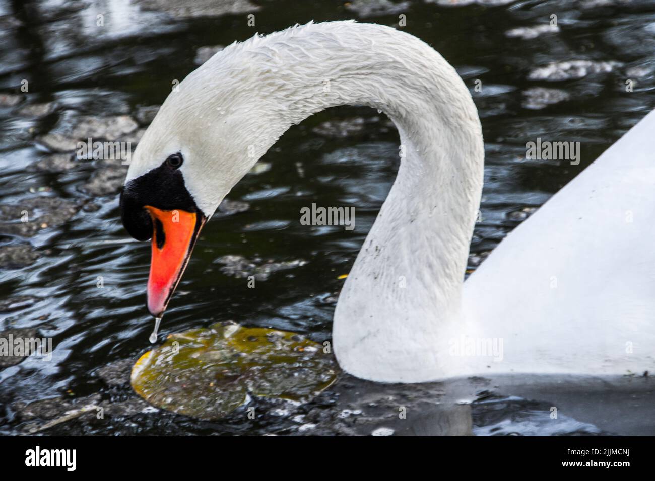 White swan drinking water white swan hi-res stock photography and ...