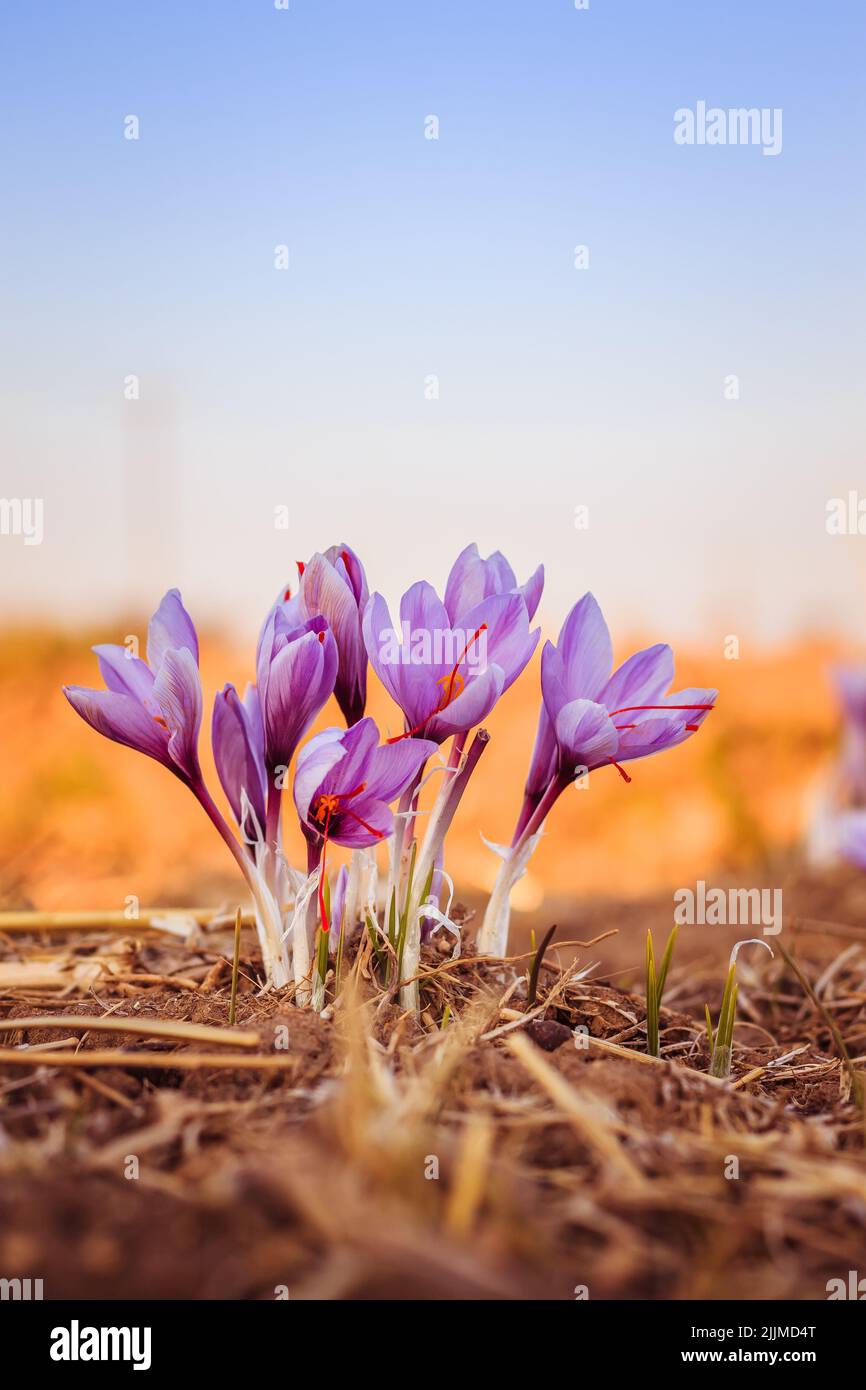 Saffron spring hi-res stock photography and images - Alamy