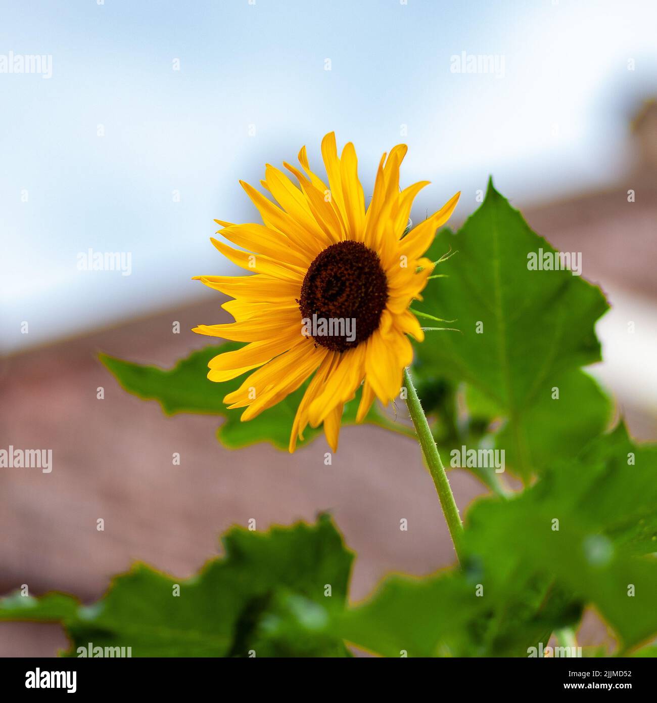 Fully bloomed sunflower hi-res stock photography and images - Alamy