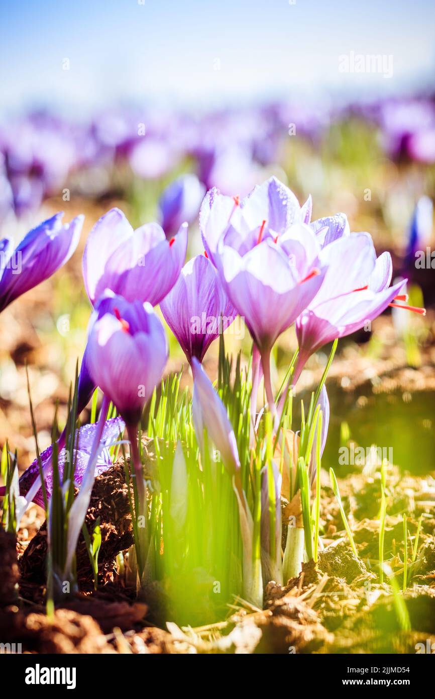 Saffron spring hi-res stock photography and images - Alamy