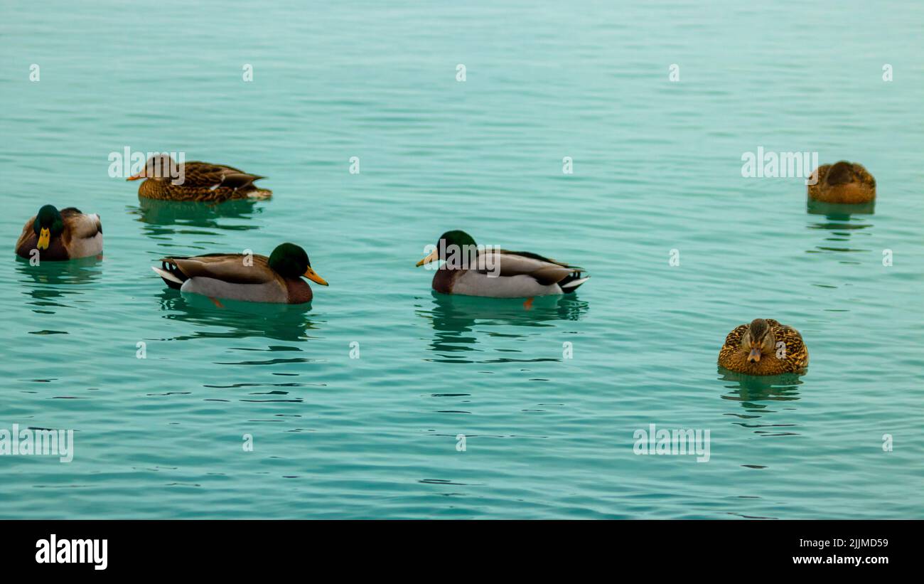 Calm wildlife hi-res stock photography and images - Alamy