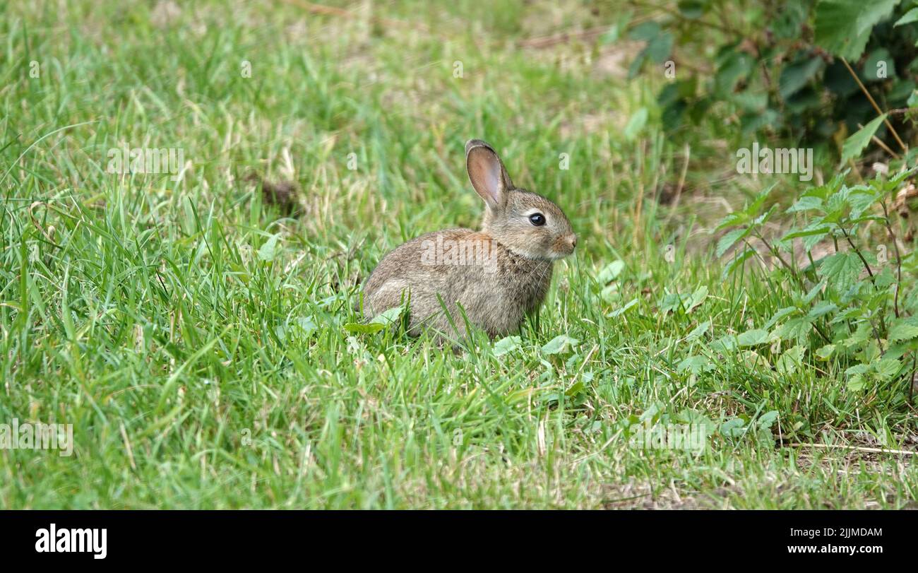Baby Jack Rabbit