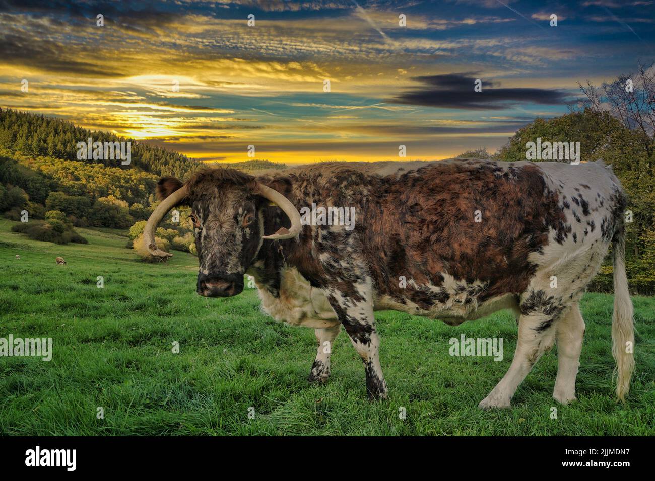 An English Longhorn cow standing in the field with a beautiful ...