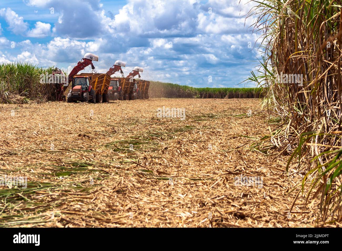 Sao Paulo, Brazil, April 10, 2008. Sugar cane harvesting in Brazil ...
