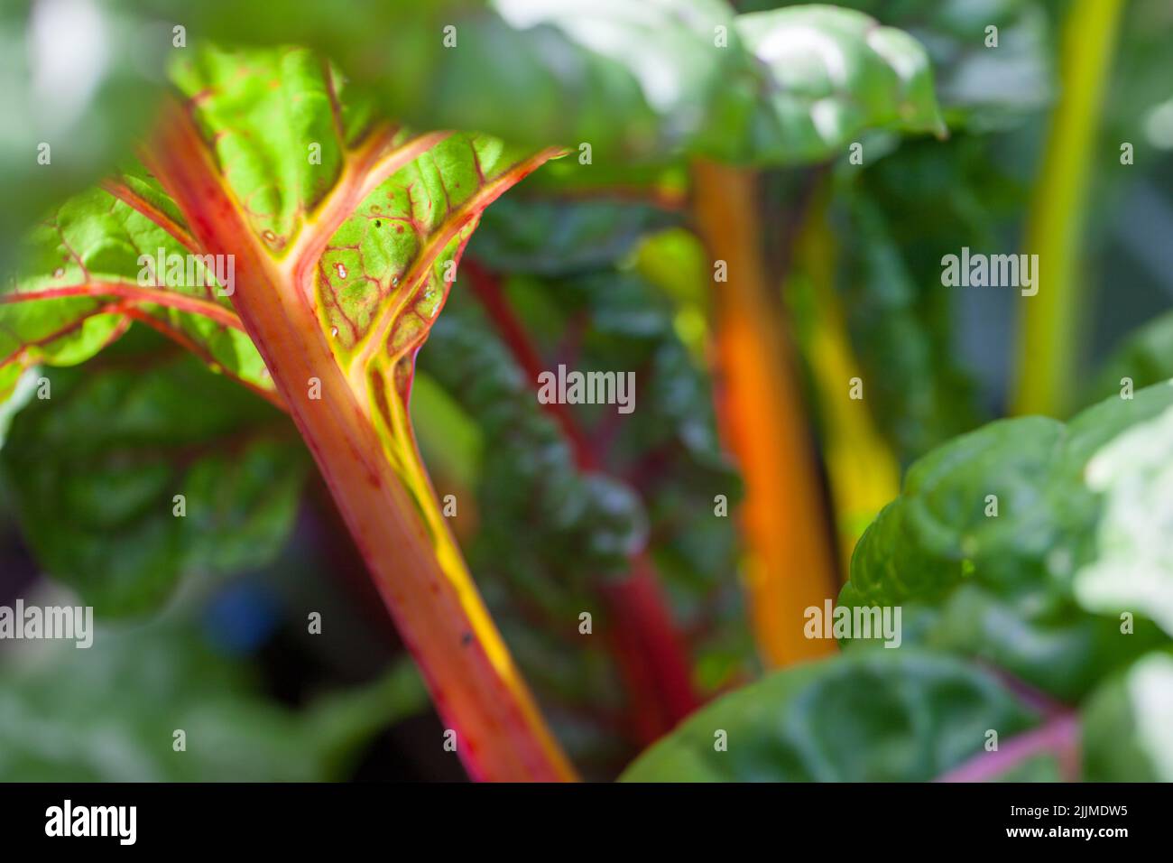 Colourful Fresh Stalks of Swiss Chard Greens growing in an organic ...
