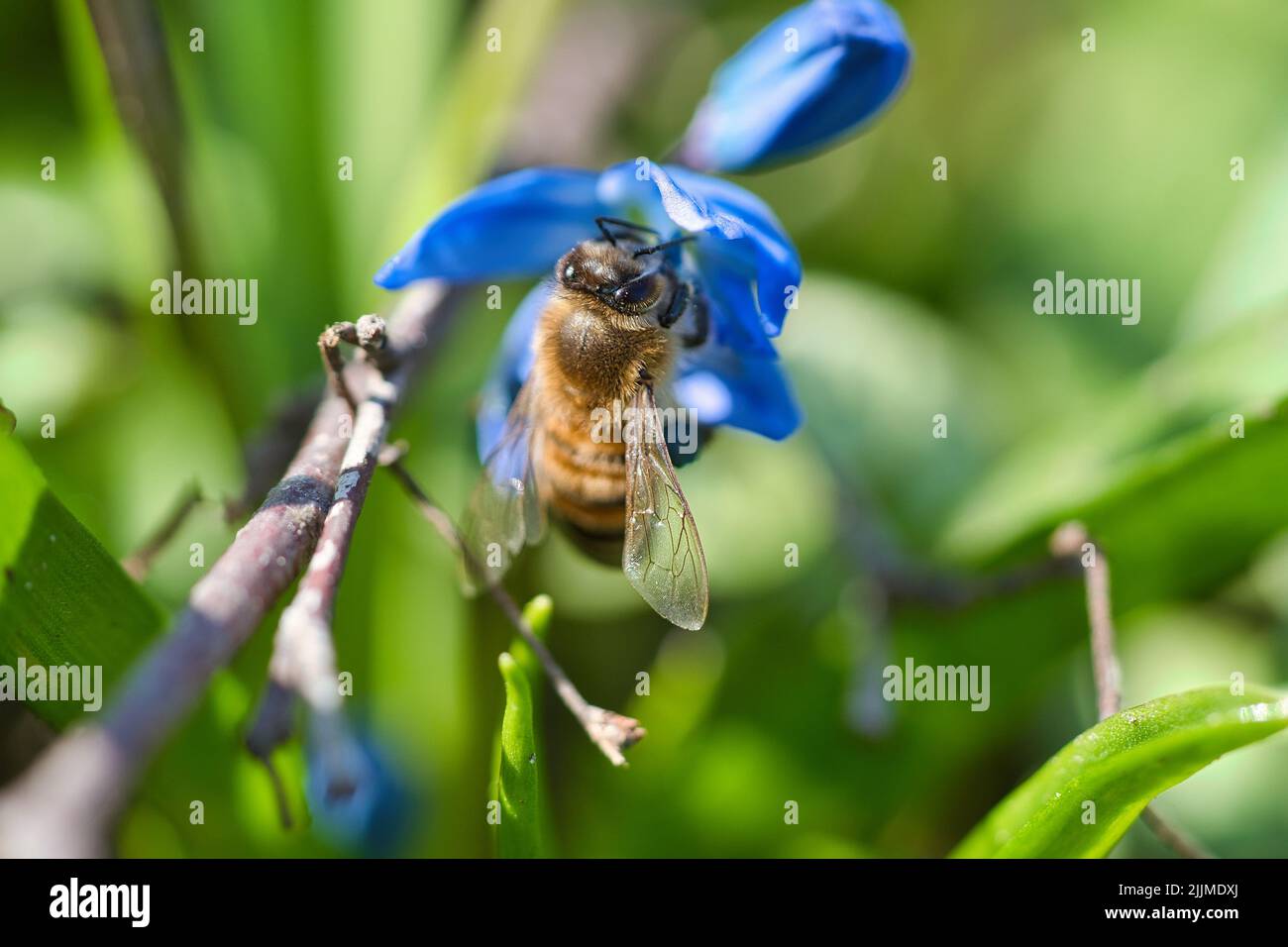 Honey bee collecting nectar on a blue flower. Busy insects from nature ...