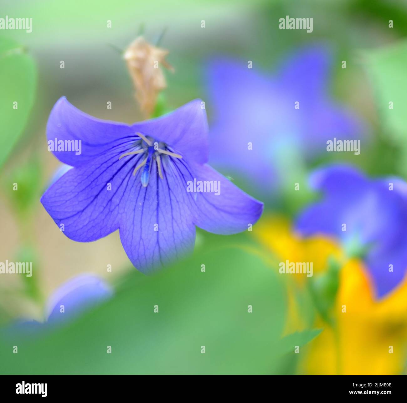 Image showing front view of a Blue Purple Balloon flower (Platycodon ...