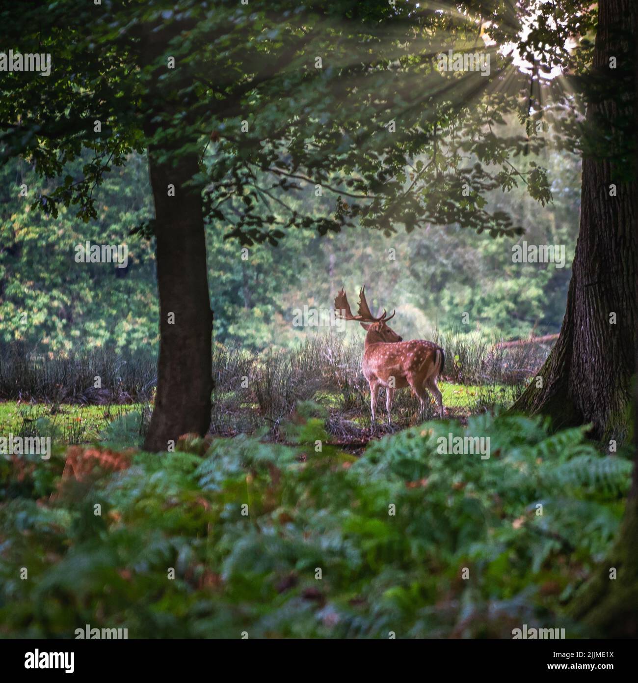 A beautiful deer in its natural habitat Stock Photo - Alamy