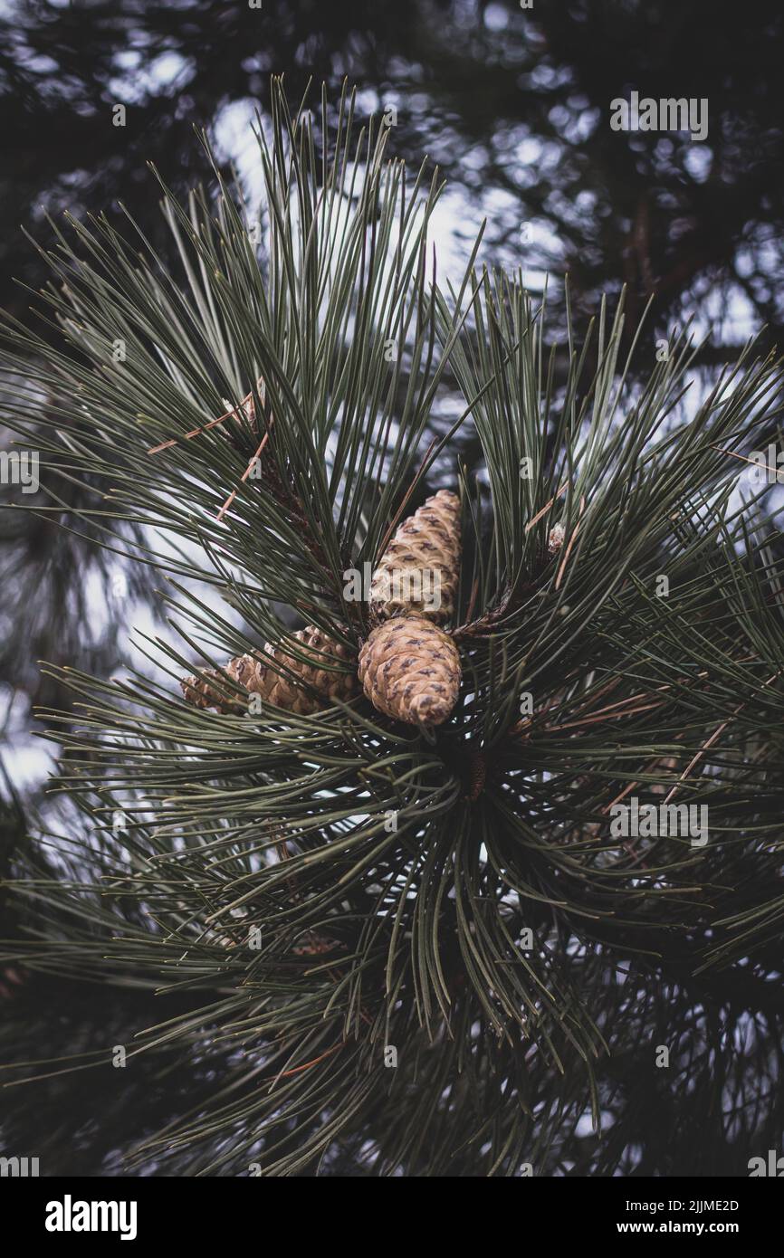 Spiky pine needles hi-res stock photography and images - Alamy