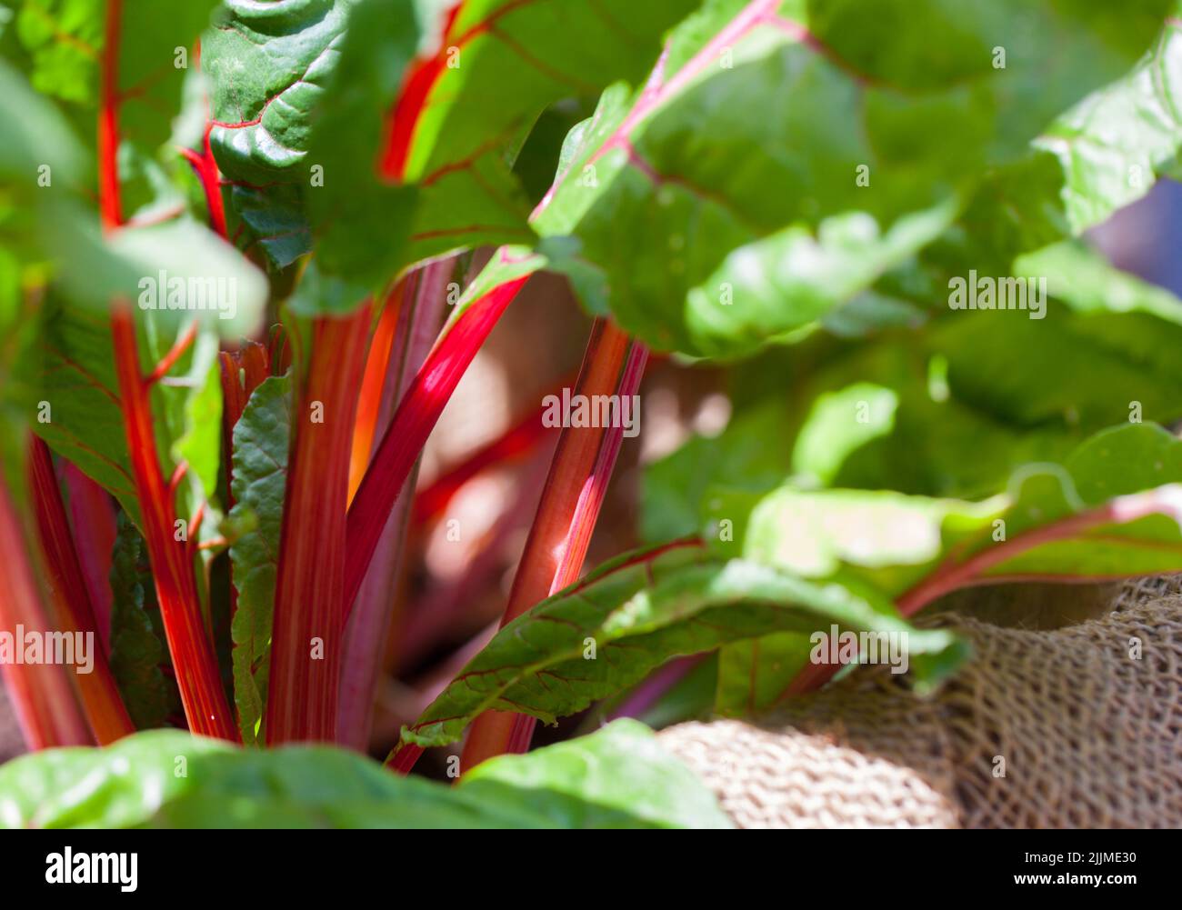 Colourful Fresh Stalks of Swiss Chard Greens growing in an organic ...