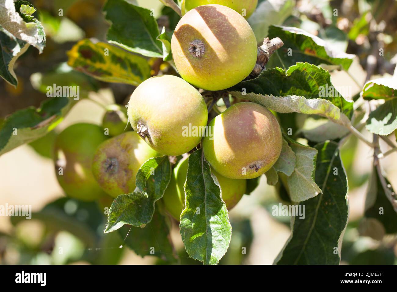Roxbury Russet Apples growing on a fruit tree Stock Photo - Alamy