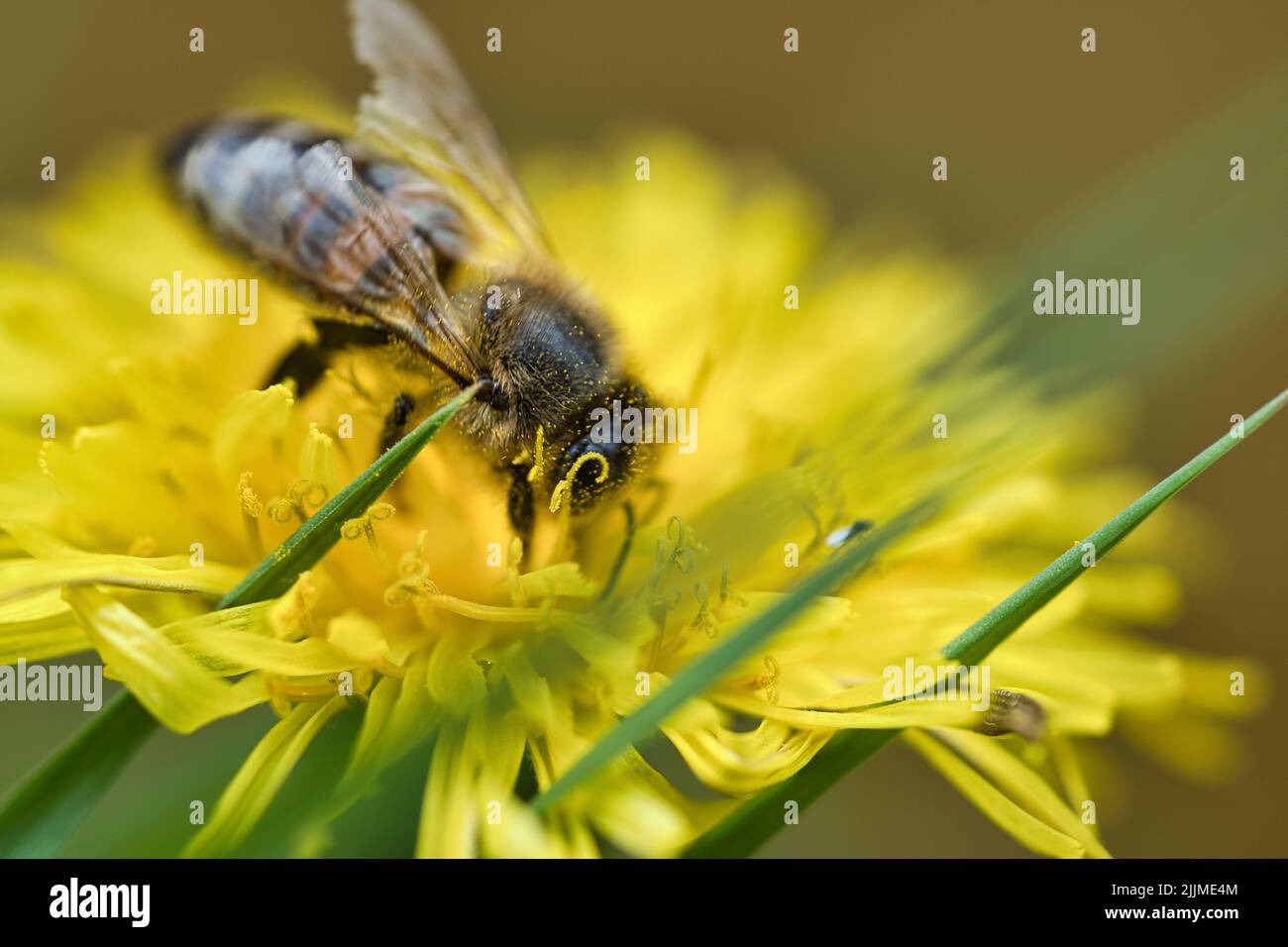 Honey bee collecting nectar on a yellow flower of dandelion. Busy ...