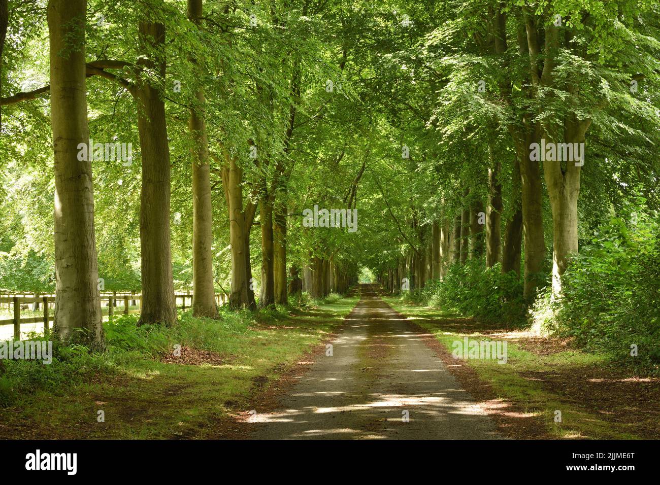 An avenue of Beech Trees leading to a large farm during summer ...
