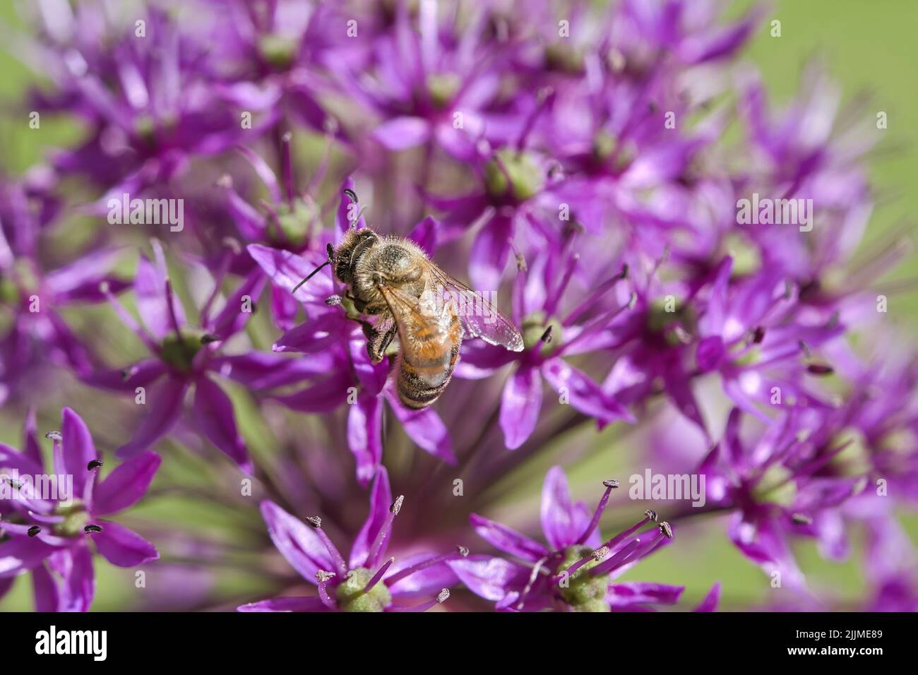 Busy insects hi-res stock photography and images - Alamy