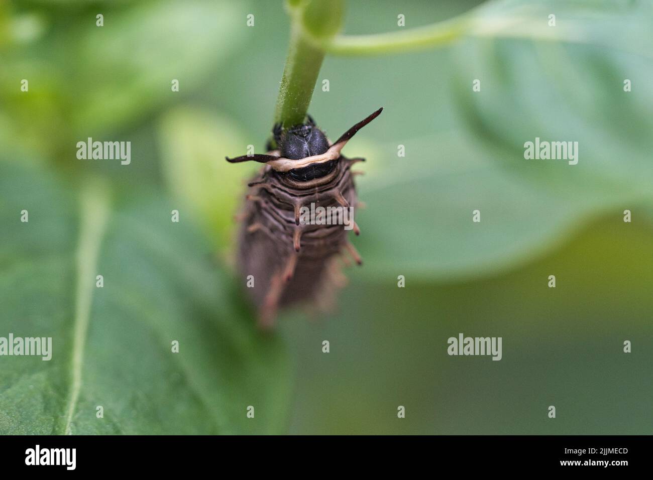 Moving a plant hi-res stock photography and images - Alamy