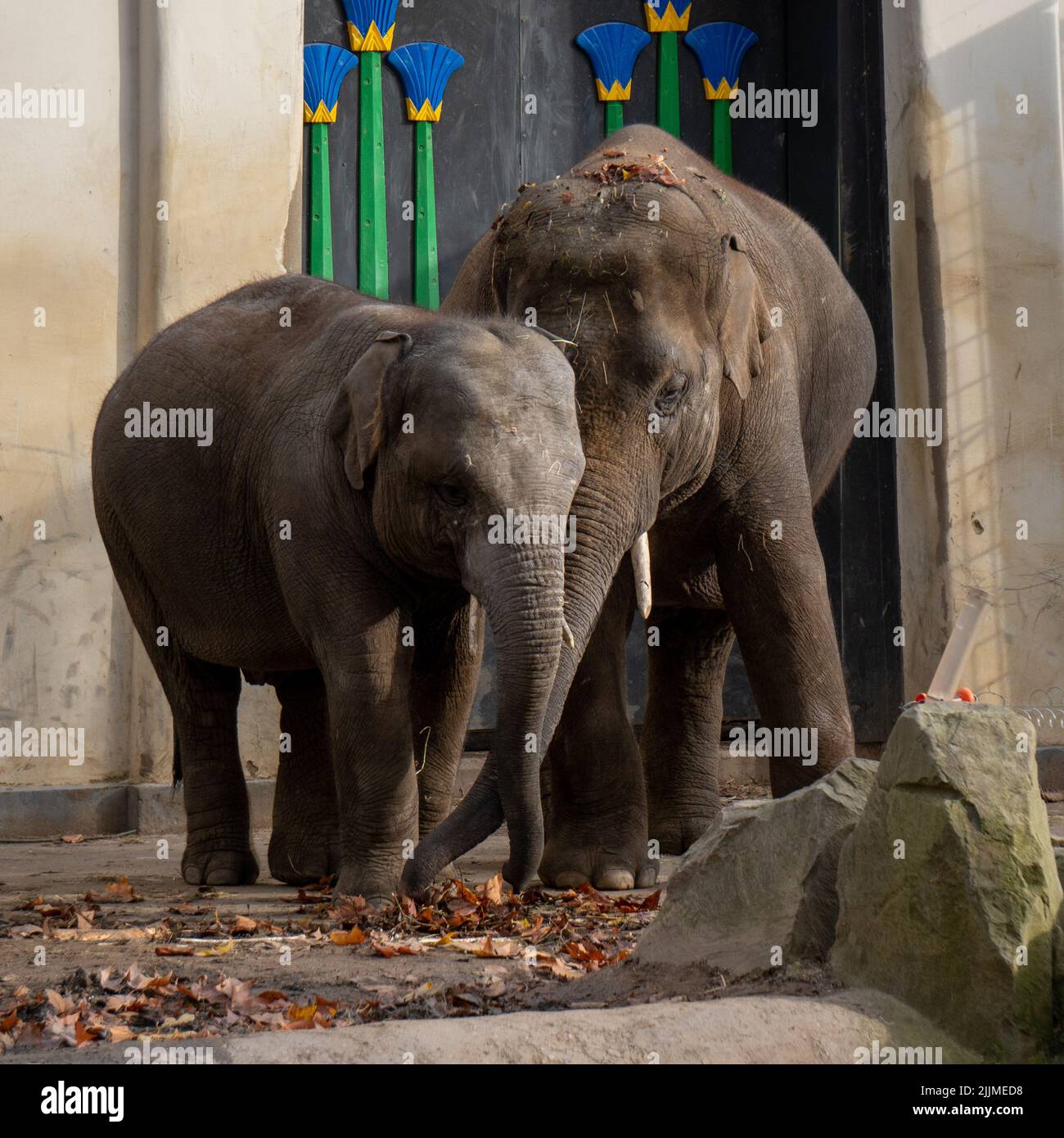 The elephants cuddling in a zoo Stock Photo - Alamy