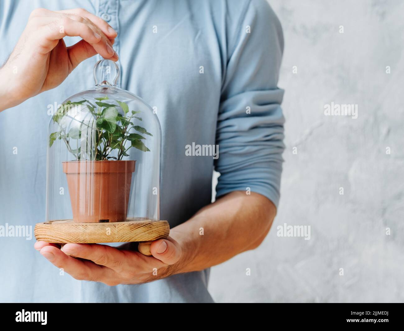 plant care nature protection houseplant glass dome Stock Photo - Alamy