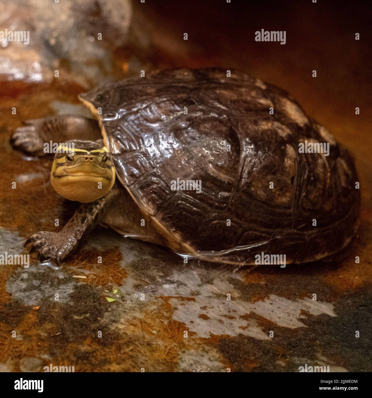Very small wildlife camera hi-res stock photography and images - Alamy