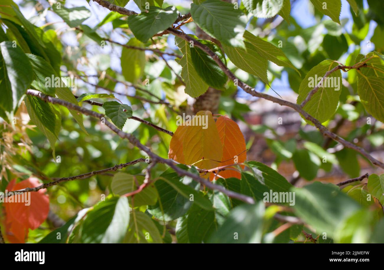 Gardening Seasons - Natural sunlight filtering through a tree onto leaf ...