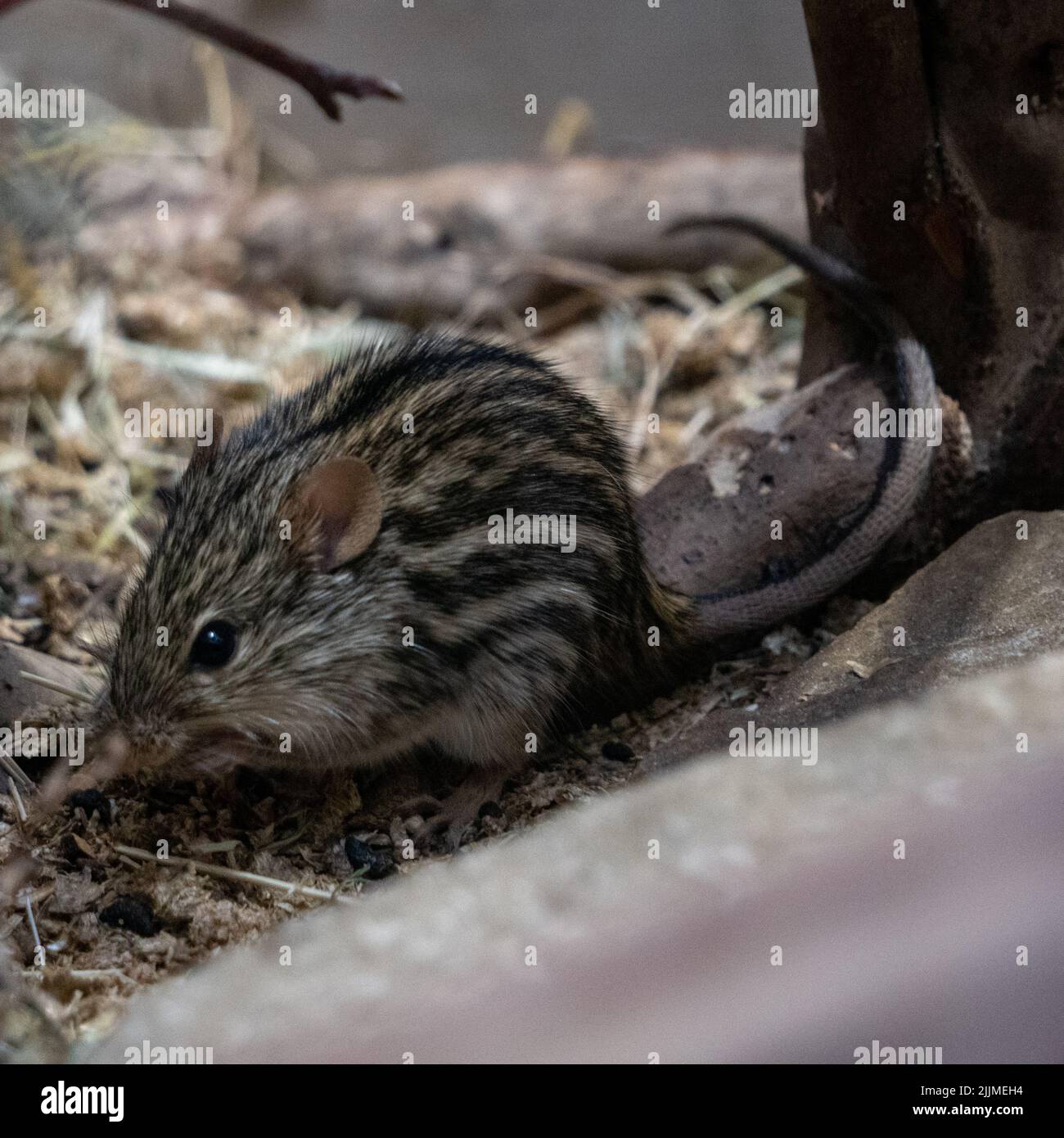 A closeup of a tiny field mouse Stock Photo - Alamy