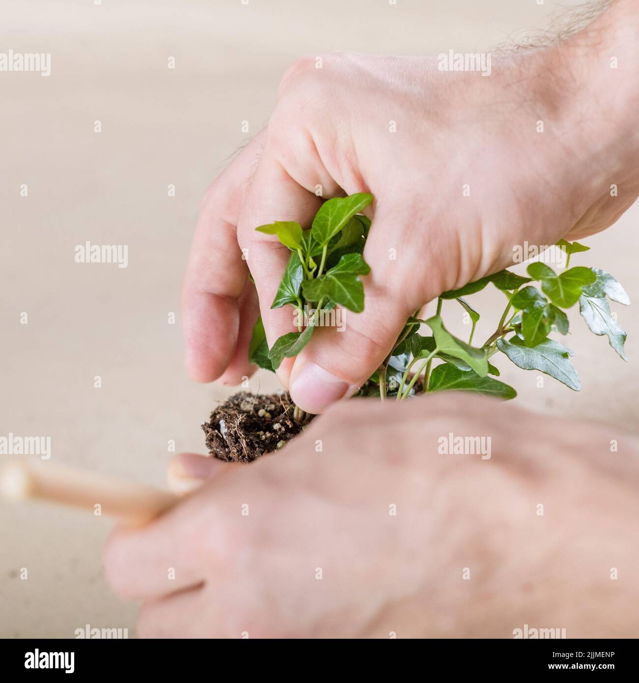 Replant hi-res stock photography and images - Alamy