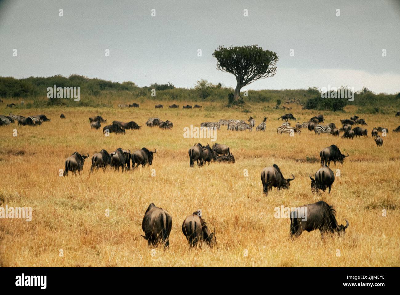A beautiful view of many Blue wildebeest animals grazing i the farm ...