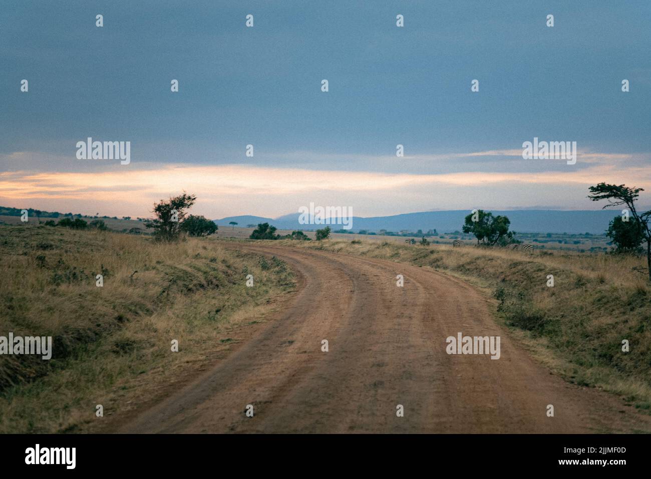 A beautiful view of road way between wild grass with trees against a ...