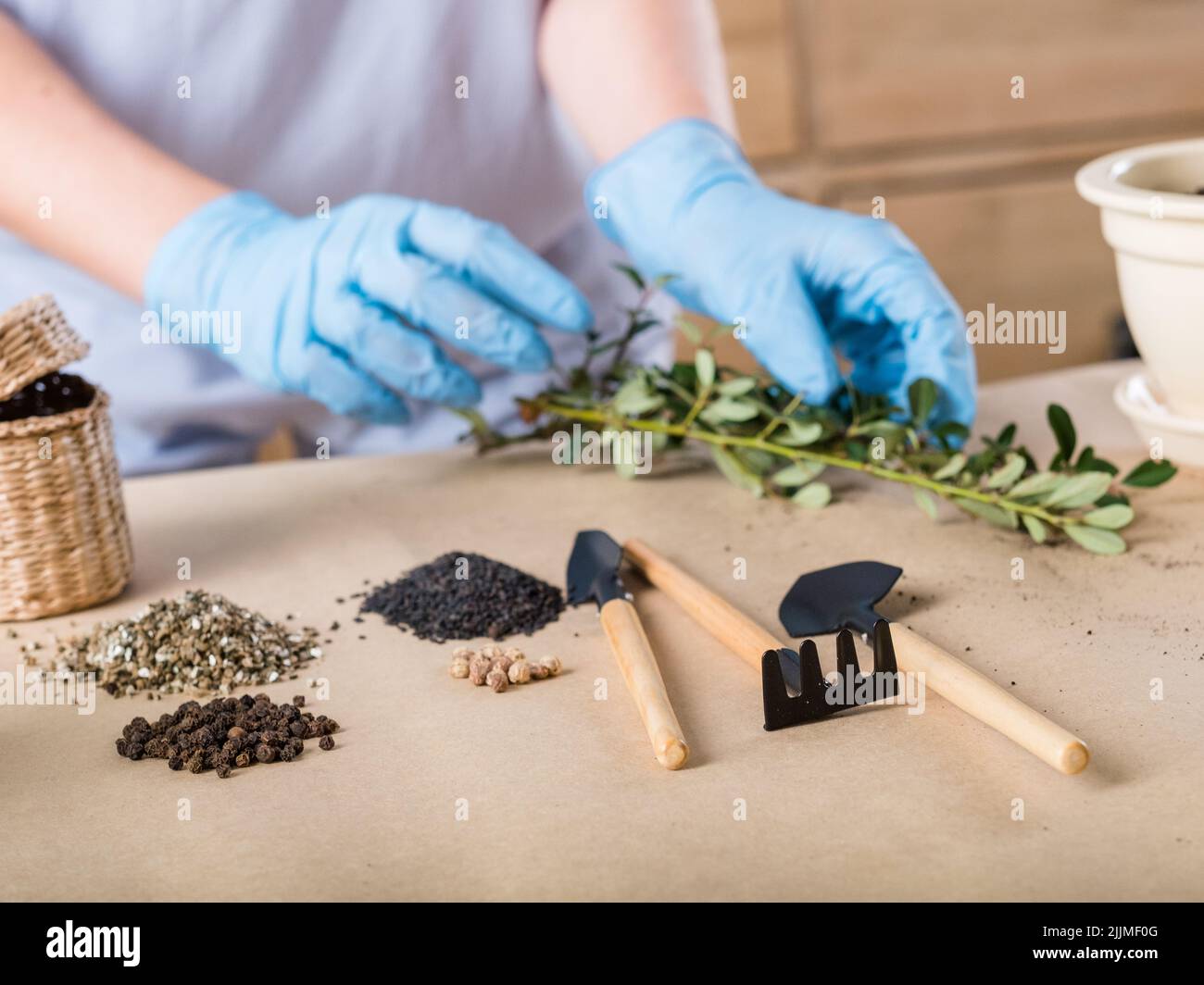 gardening hobby seedling germination planting Stock Photo - Alamy