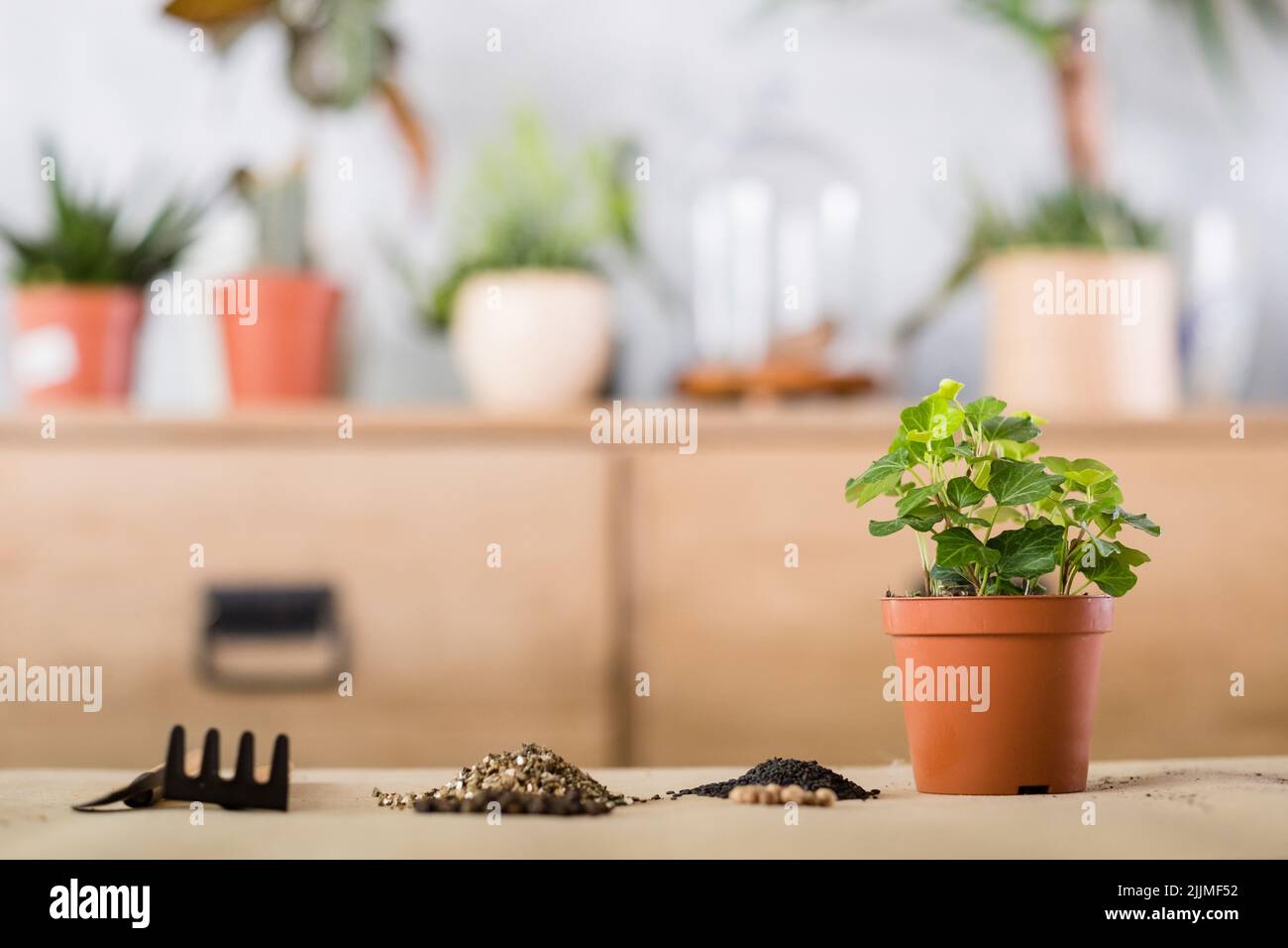 spring plant repotting indoor garden tool replant Stock Photo - Alamy
