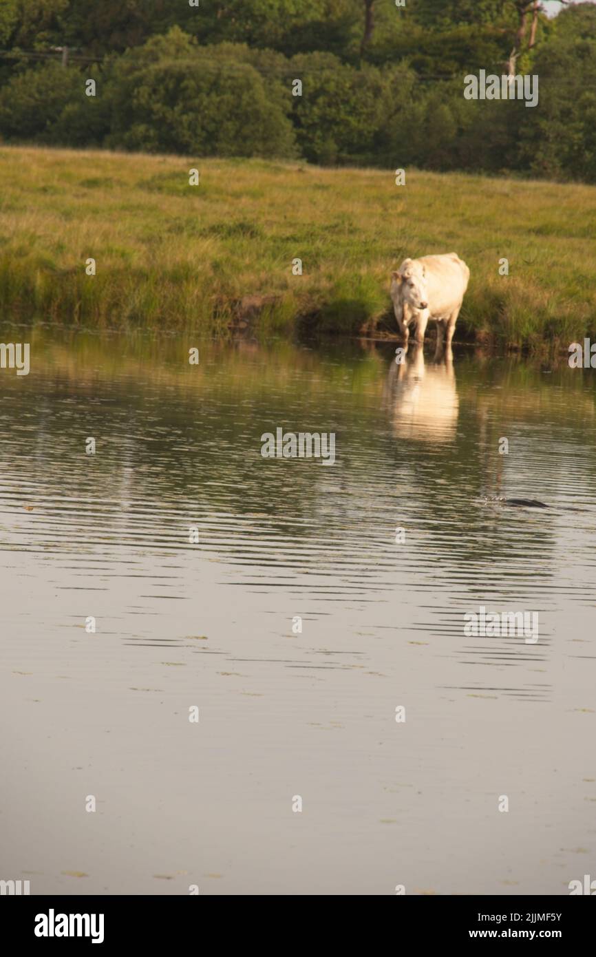 Gower Swansea Wales UK Free roaming white bovine drinking from a ...
